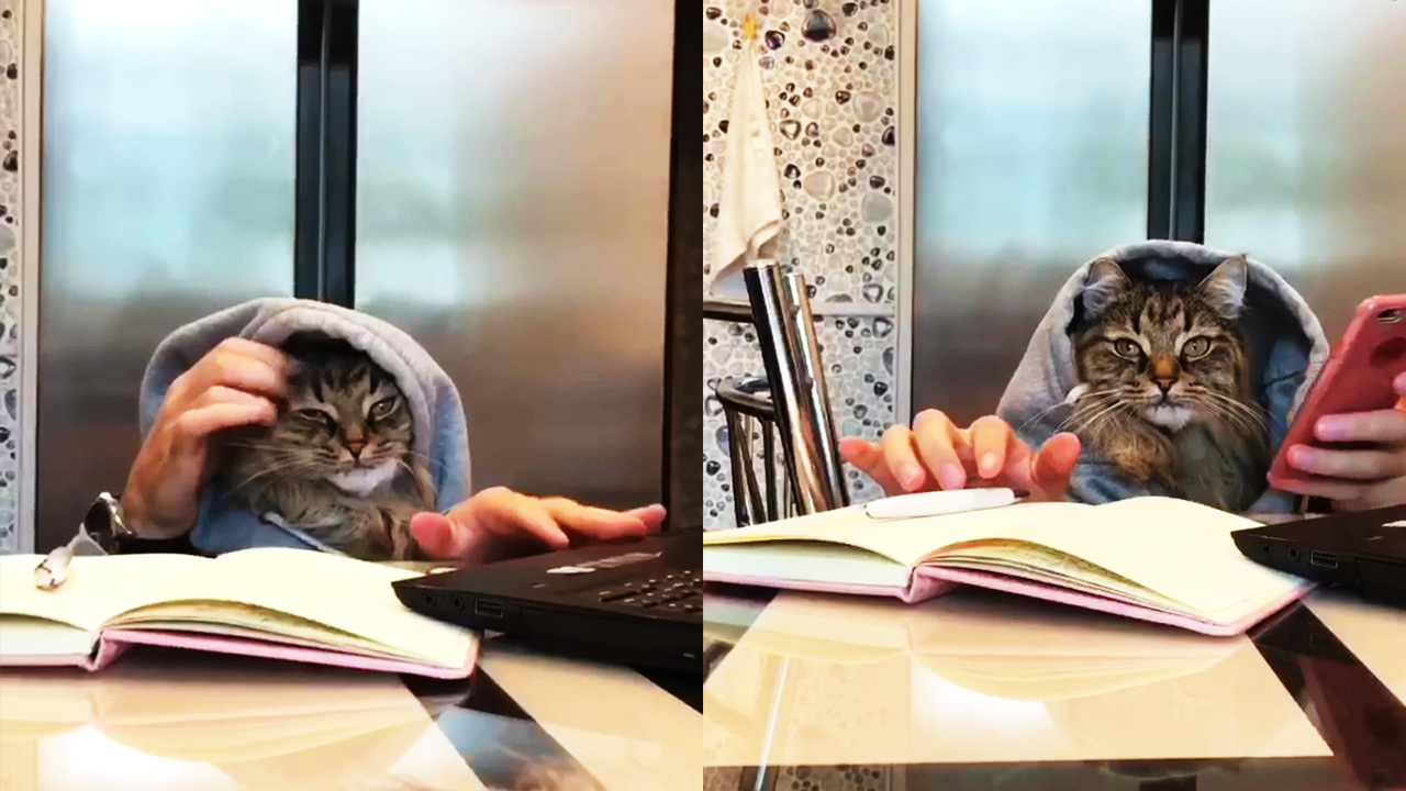 'Super busy cat learns about the challenges of working from home