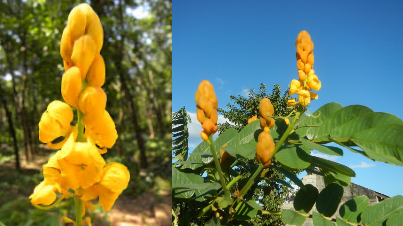Questa pianta cresce ovunque, ma la maggior parte delle persone non ha ...