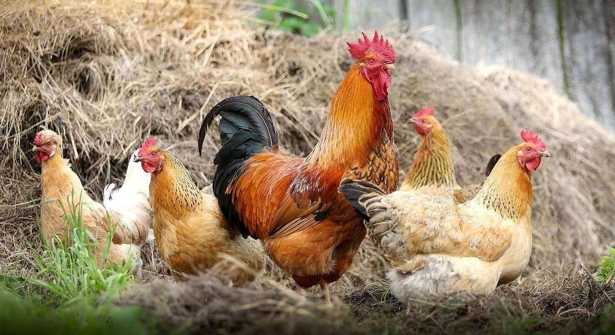 Aragón detecta más de 500 aves afectadas por la gripe aviar, pero sin ...