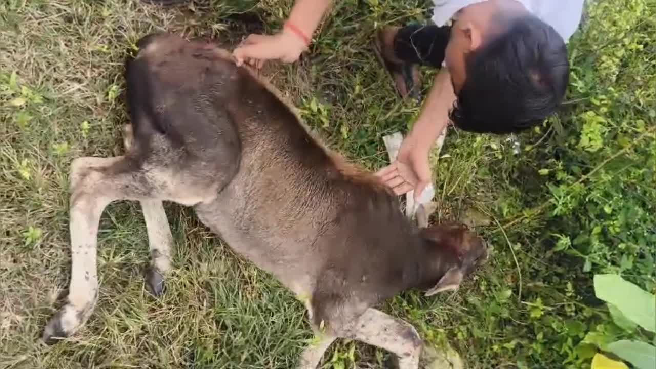 Calf suffering from lumpy virus infection rescued by locals in India