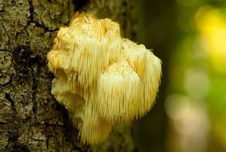 Lion's Mane And The Science Behind Its Hype