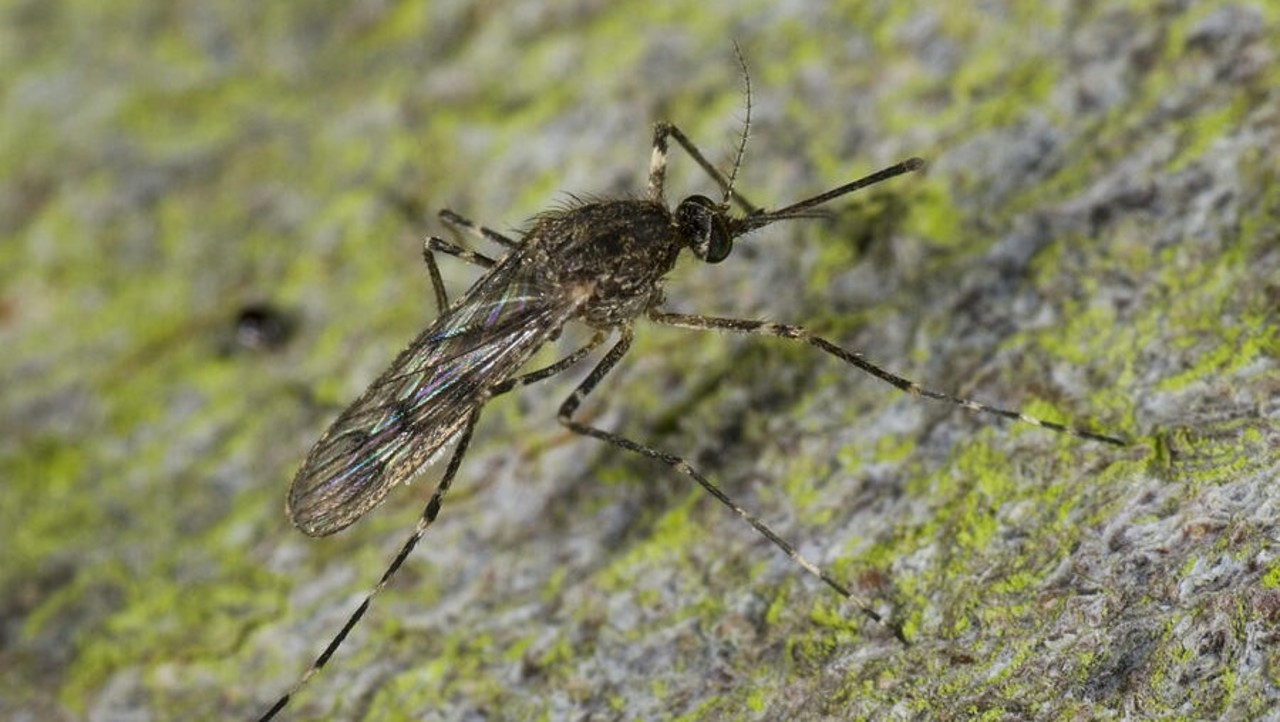 Les moustiques sont maintenant partout sur la planète… ou presque