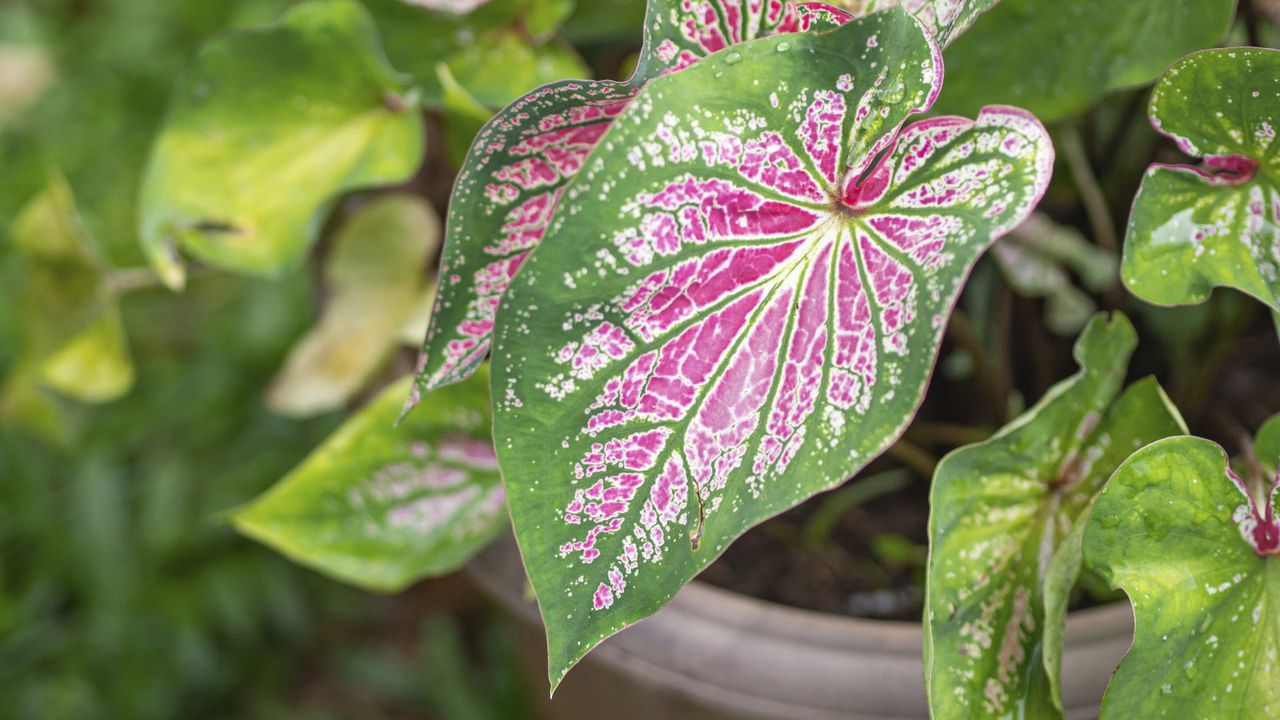Here’s how to overwinter caladiums properly in different climates