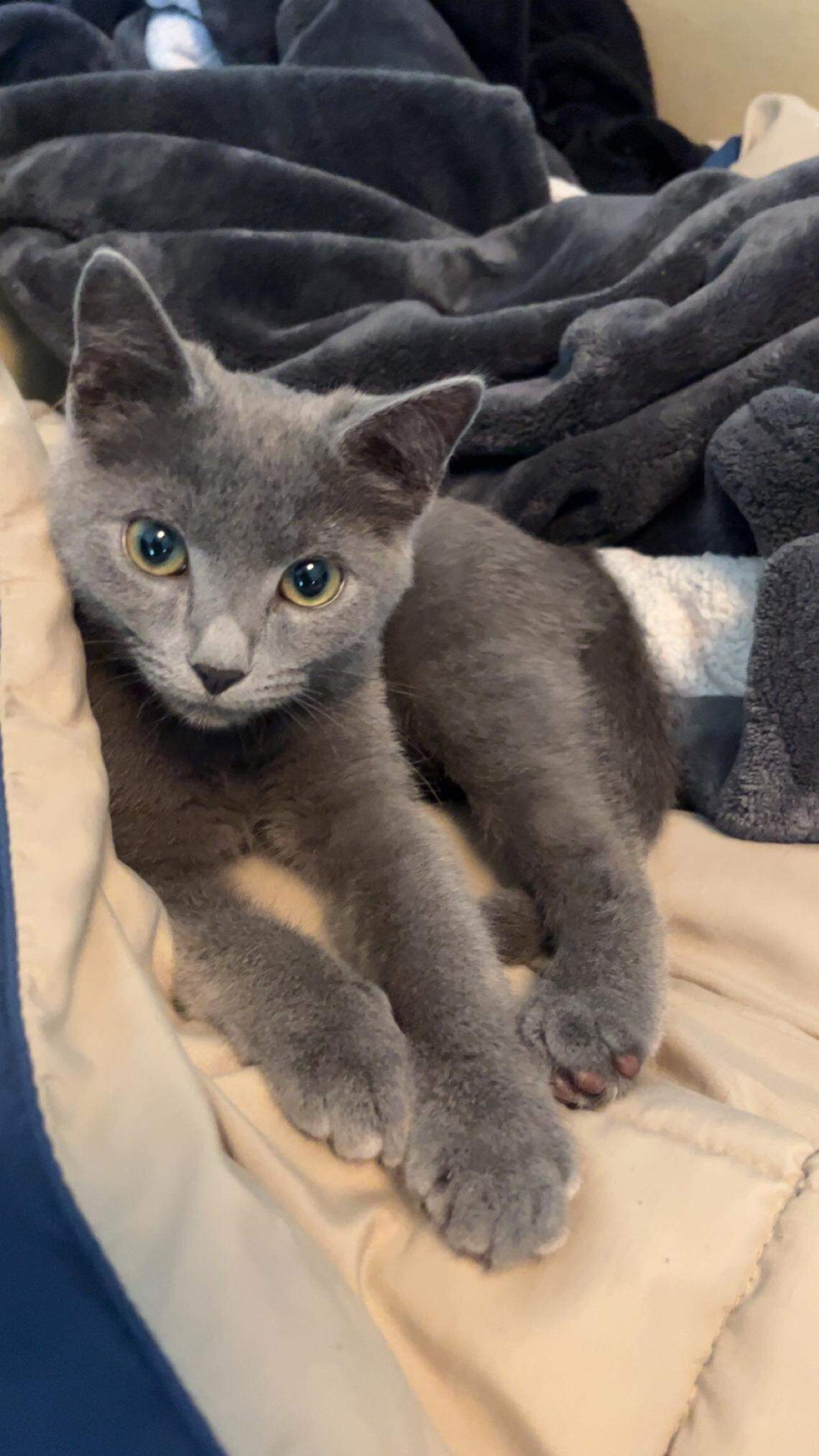 Meet Poppy, the tail-chasing kitten named the cutest cat in Charlotte