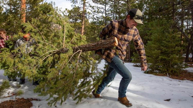 Colorado state park offers Christmas tree-cutting permits in lottery system