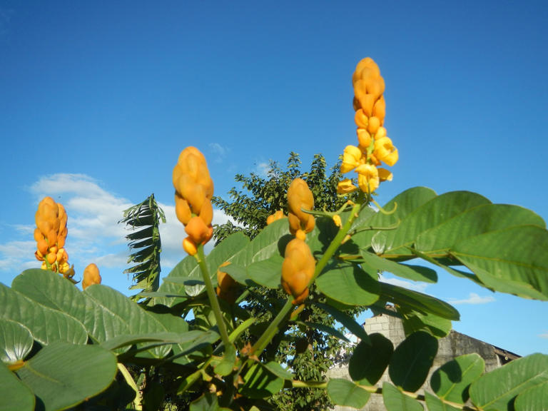 Questa pianta cresce ovunque, ma la maggior parte delle persone non ha ...
