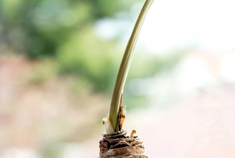 Why your amaryllis didn’t bloom this year—and how to fix it for next winter