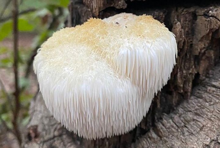 Lion's Mane And The Science Behind Its Hype