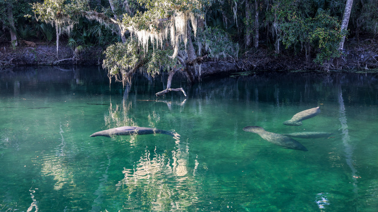 Central Florida's City Where Hundreds Of Manatees Gather Every Winter ...