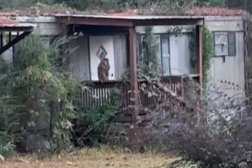 Mum blows away escaped monkey after truck crash unleashes troop of terror