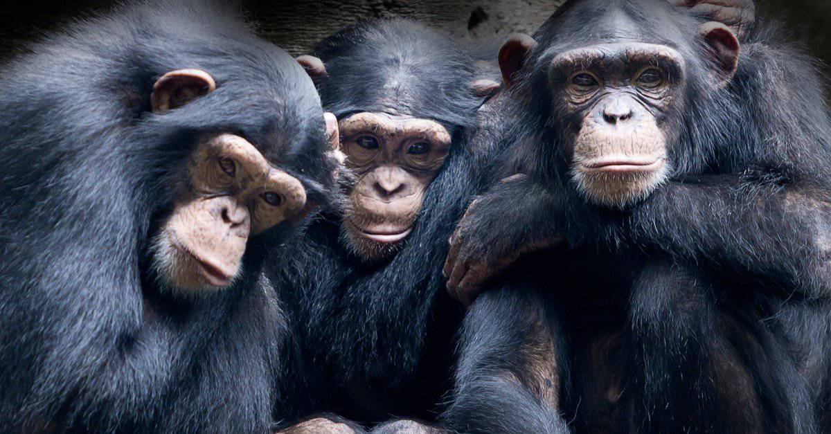 30 Tree-Swinging Facts About Chimpanzees