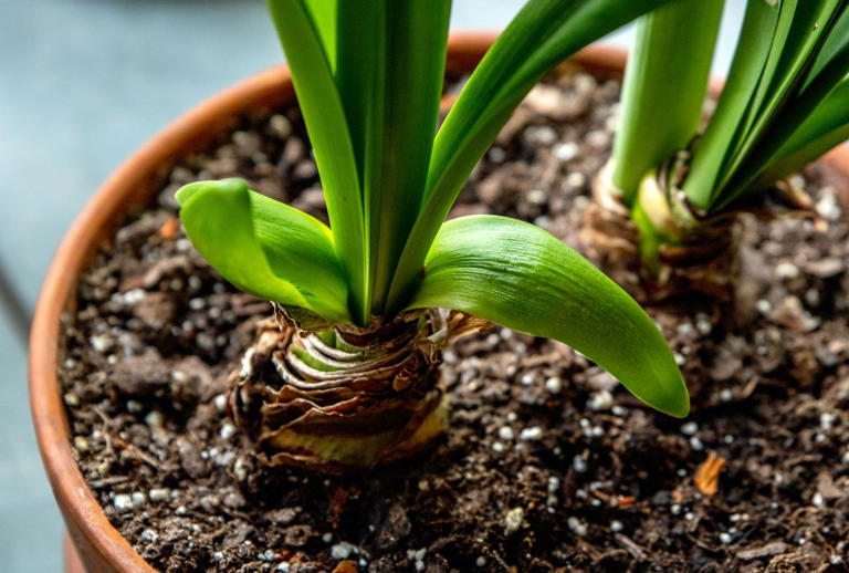 Amaryllis aren't throw-away plants—how to get them to bloom year after year