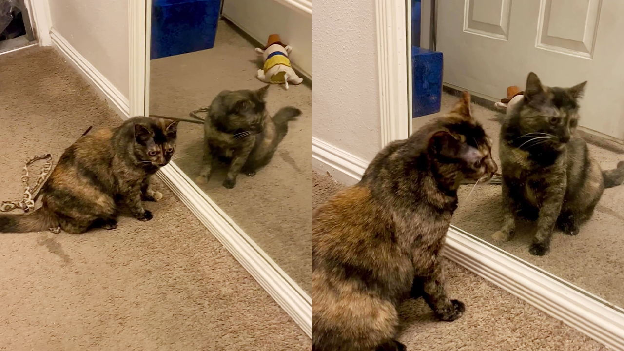 'Woman shares 'Freaking Cute' video of her pet cat trying to befriend ...