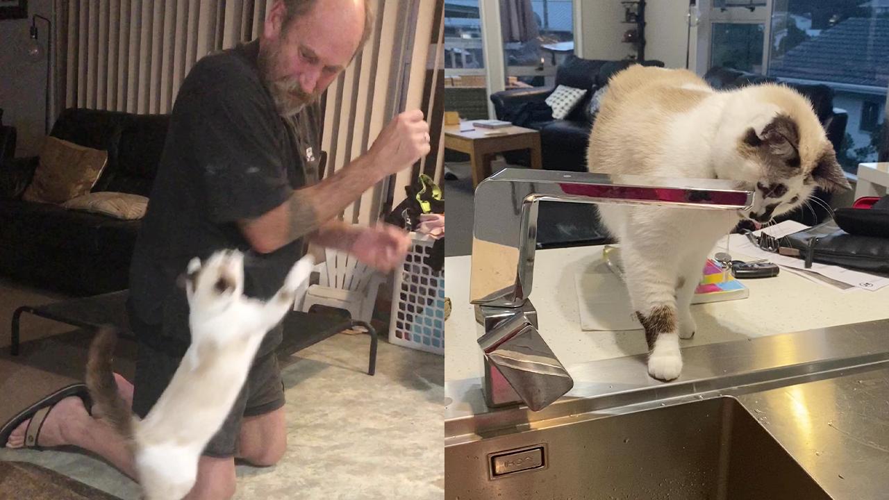 'Crazy cat attacks and tries biting its owner to show him who's the boss'