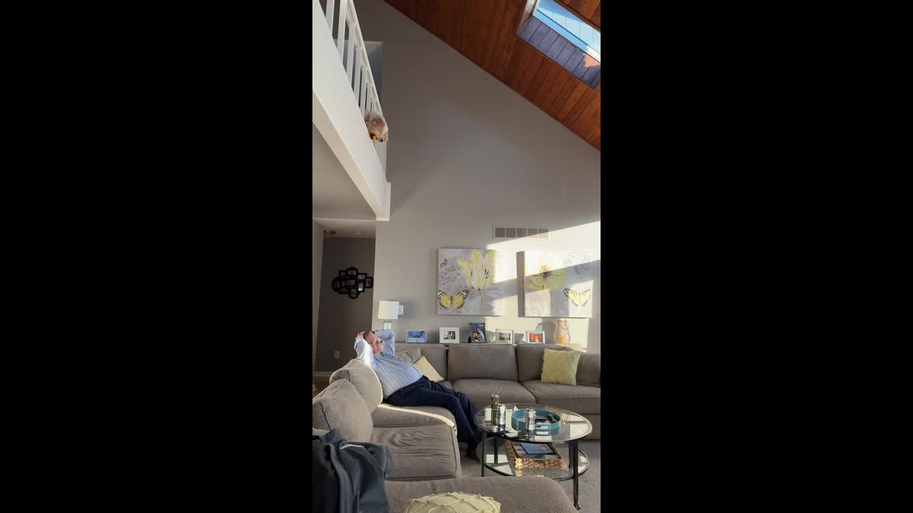 Cheeky dog drops squeaky ball on grandpa's head to demand playtime