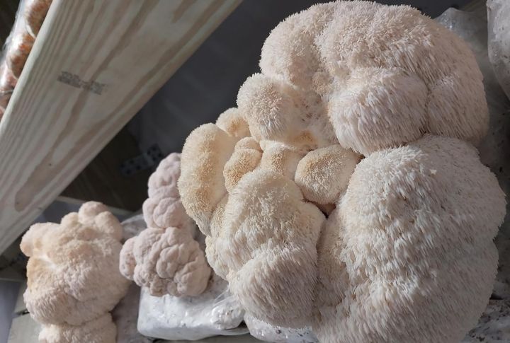 Lion's Mane And The Science Behind Its Hype