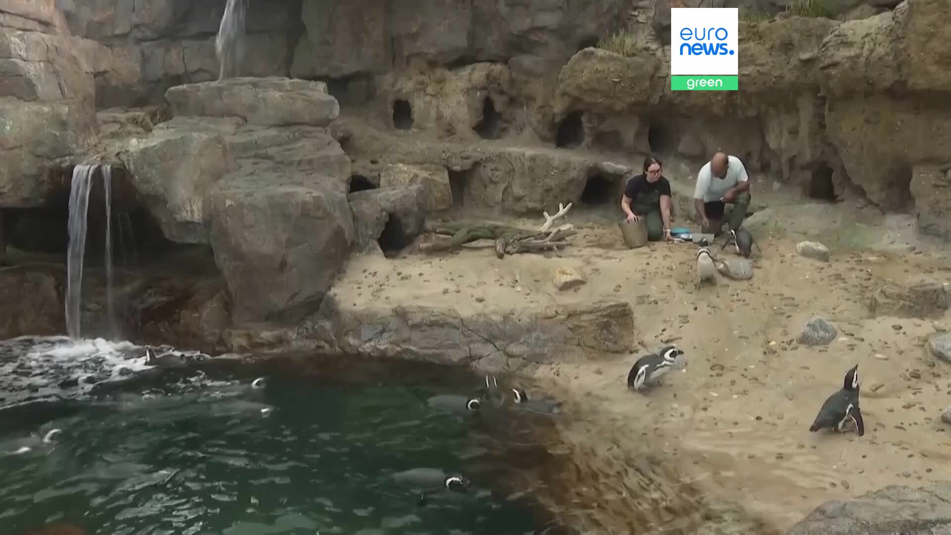 Οι πιγκουίνοι του Μαγγελάνου επιστρέφουν στο Ενυδρείο της Λισαβόνας
