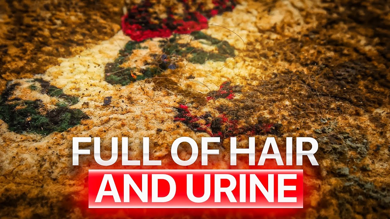 Goodbye stains, hello freshness: Incredible carpet cleaning!