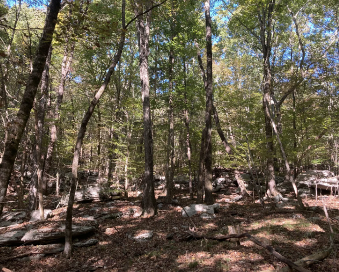 The Land Trust of North Alabama recieves 25 acre donation from ...