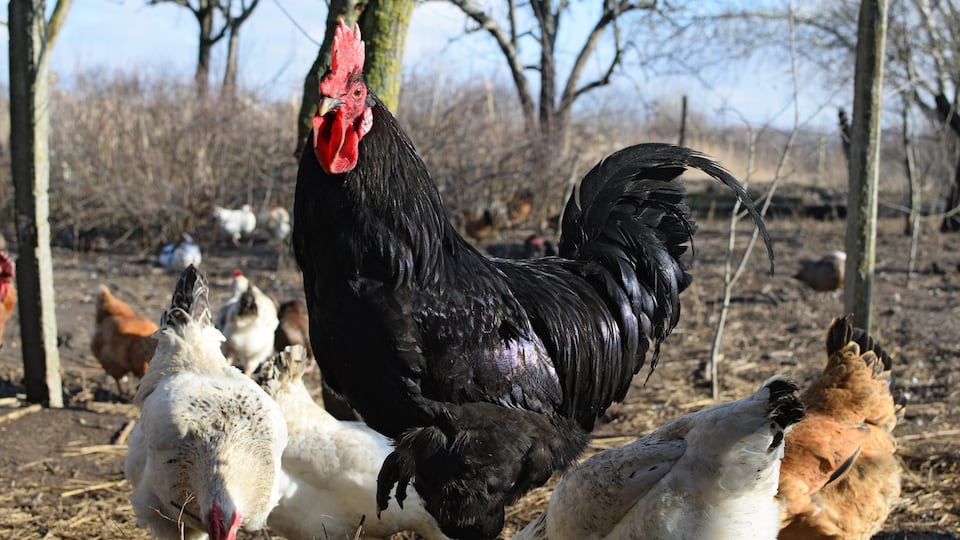 Residents in DeLand can now apply for permits for backyard chickens