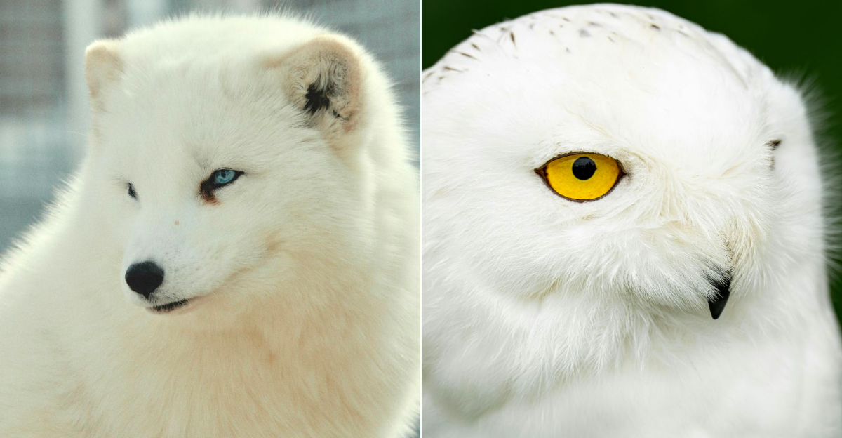 The Fascinating Arctic Creatures Found Only In North America