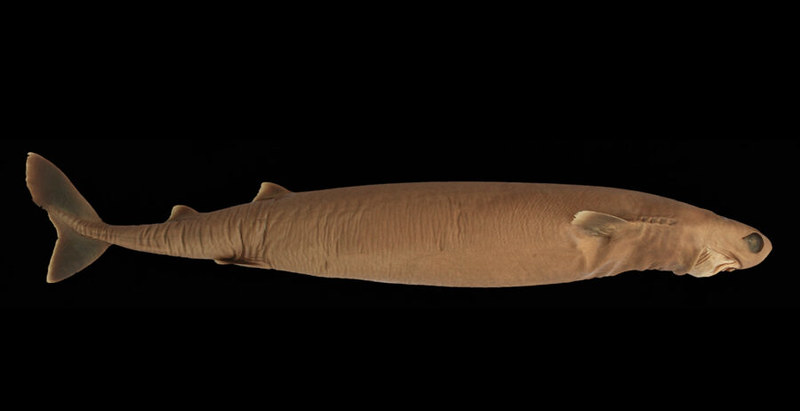 13 Rare Animals That Actually Glow