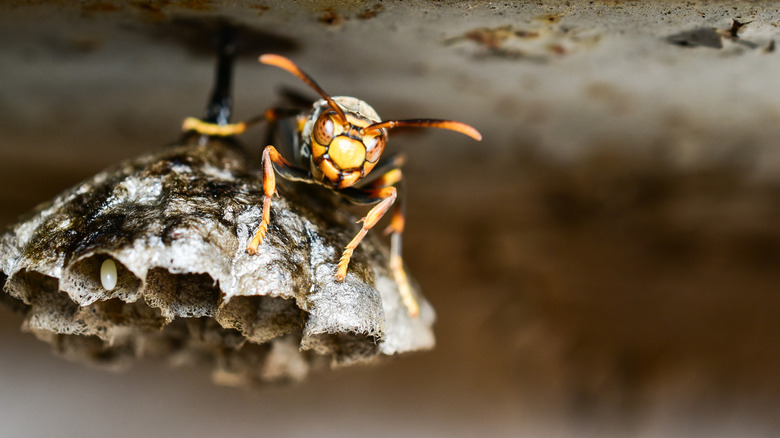 A Common Mistake To Avoid When Getting Rid Of A Wasp Nest In Your Yard