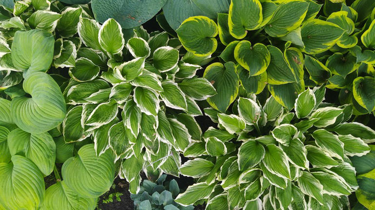 How To Grow Hostas From One Plant Forever (It's So Simple!)