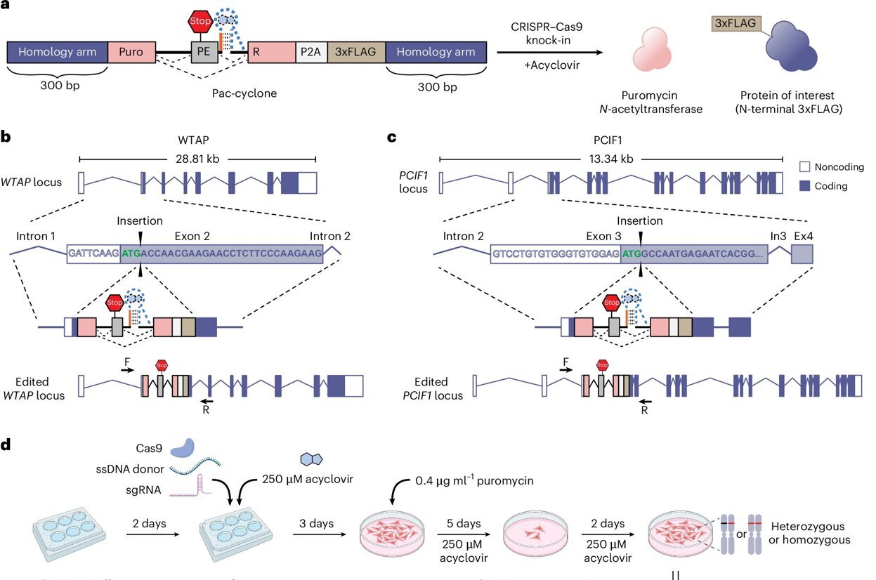 Versatile gene-switch tool uses non-toxic molecule for safer research