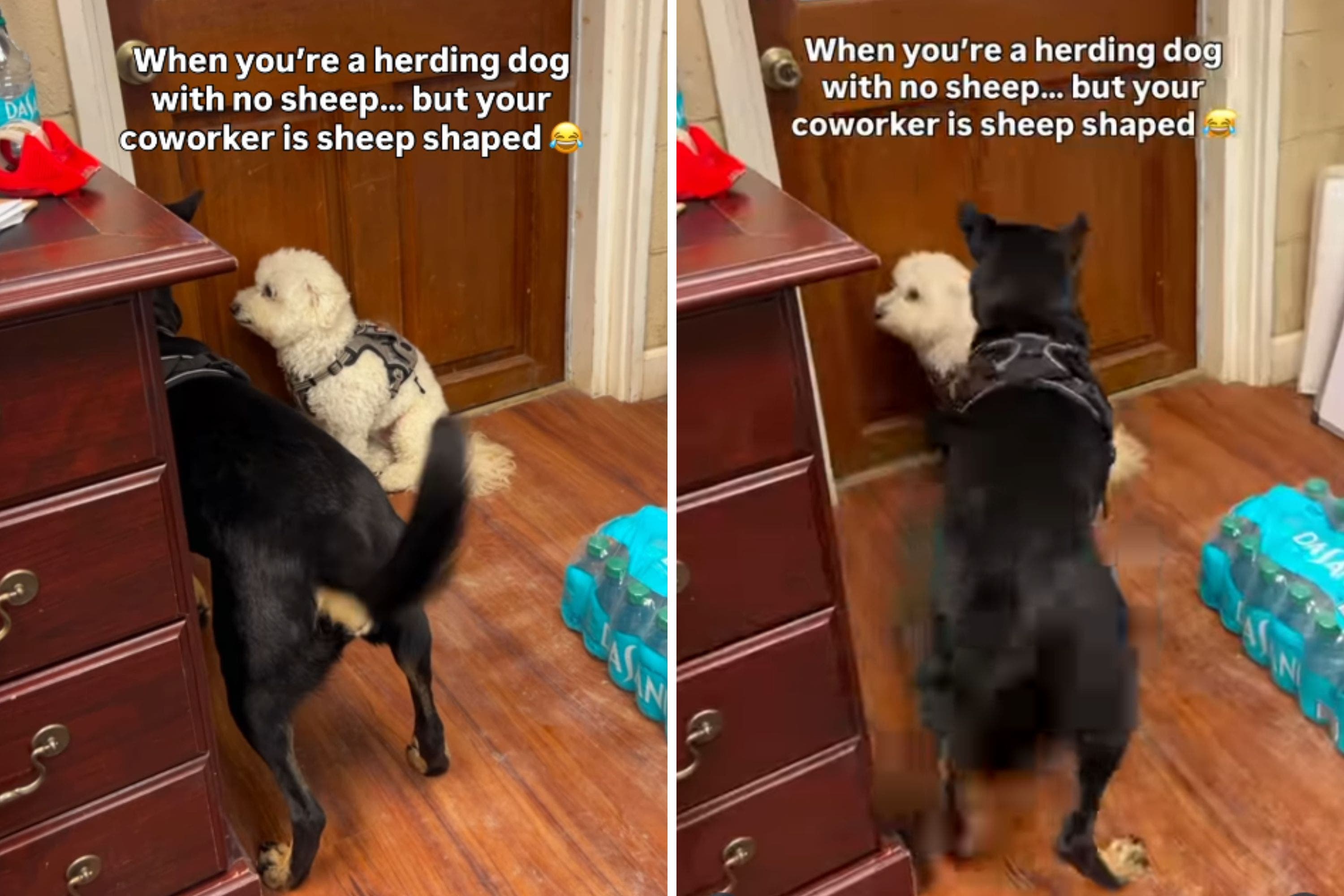 Hysterics as herding dog's instincts kick in with "sheep shaped" co-worker