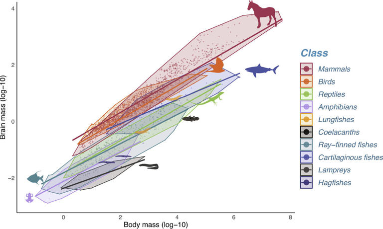 Large brains require warm bodies and big offspring in vertebrates ...