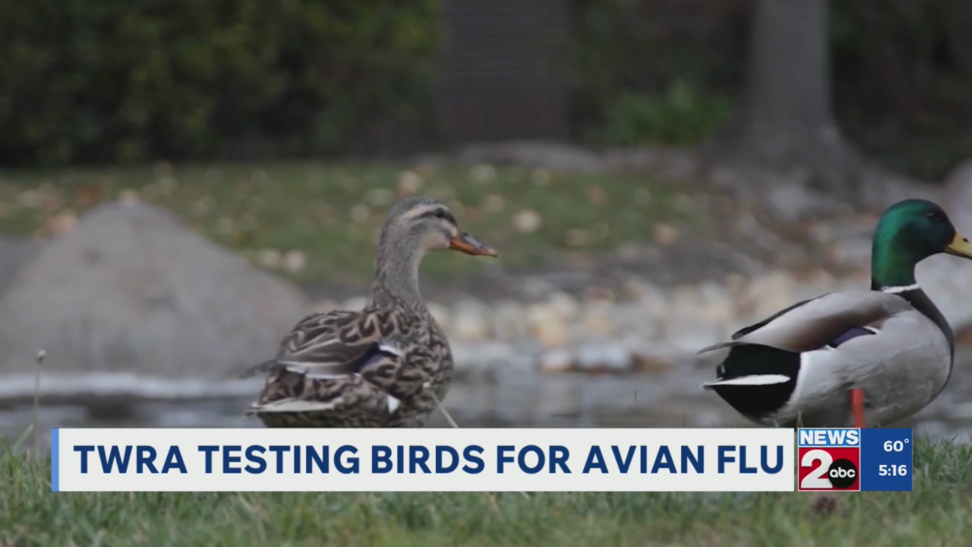 TWRA testing birds for avian flu