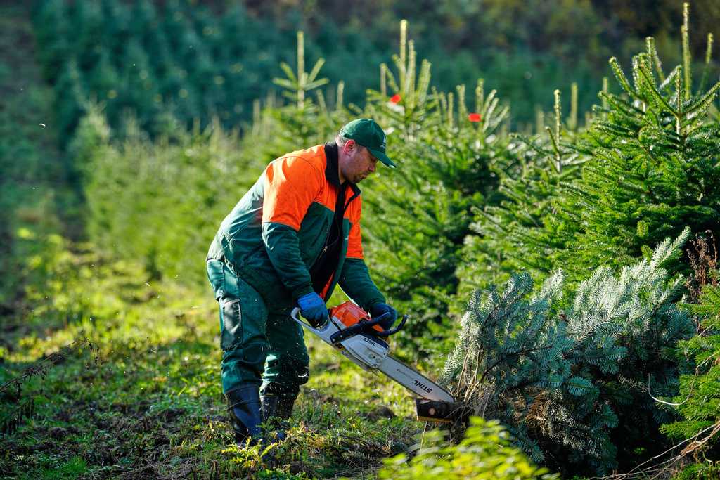 Tannenbaum time: Christmas harvest begins in Germany, where some say ...