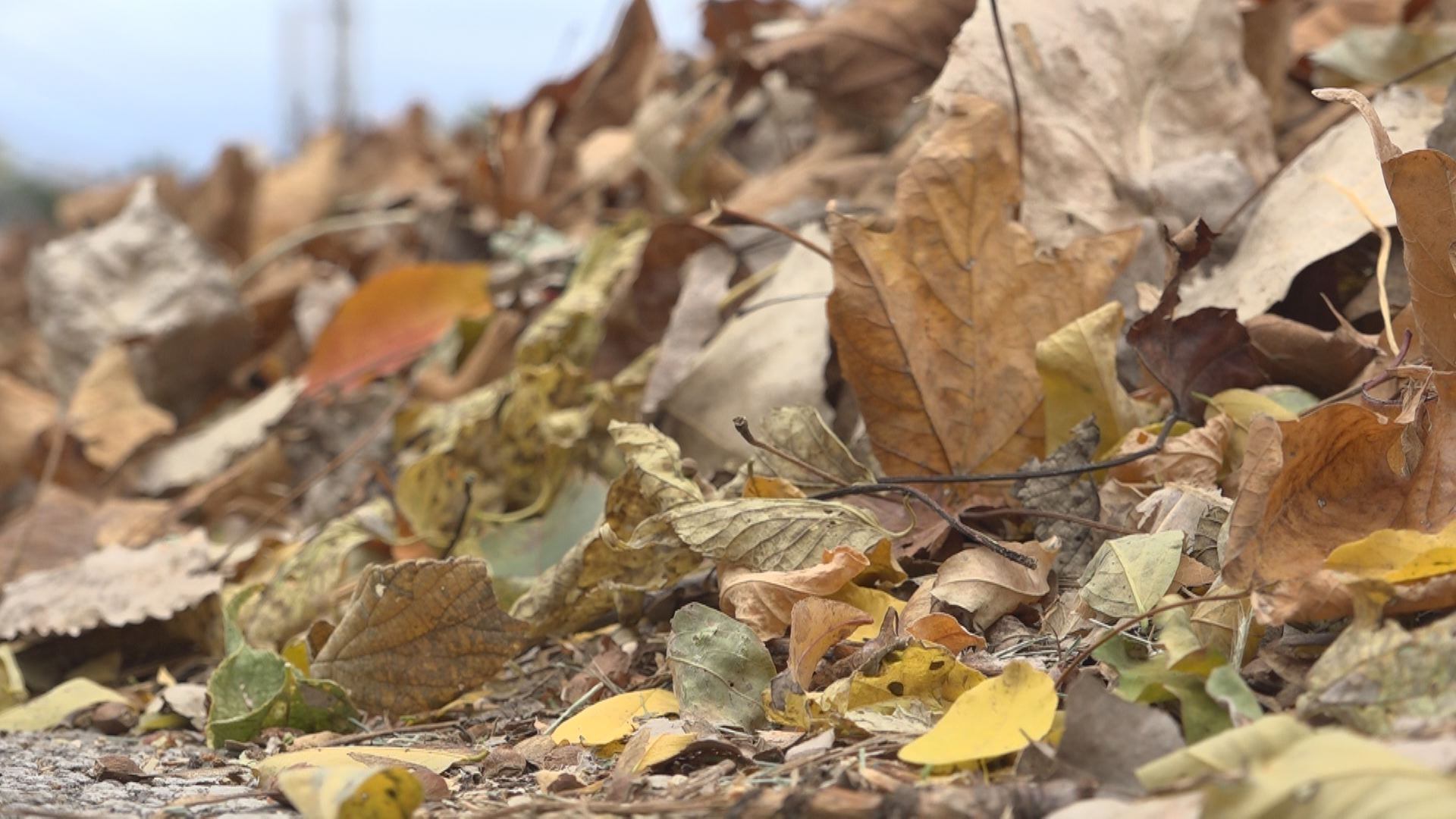 South Bend’s annual yard waste season to begin soon