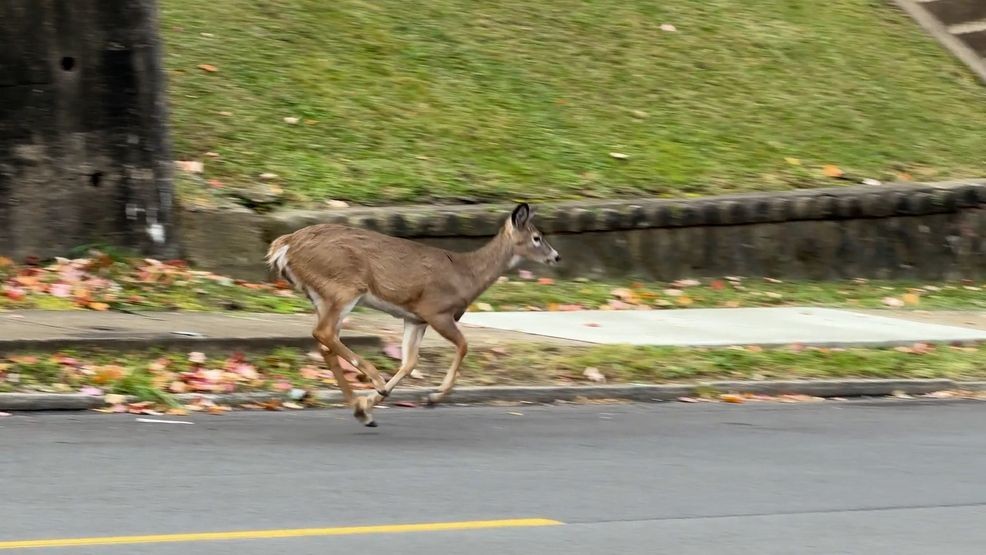 Peak deer season: Officials urge drivers to stay alert on the roads