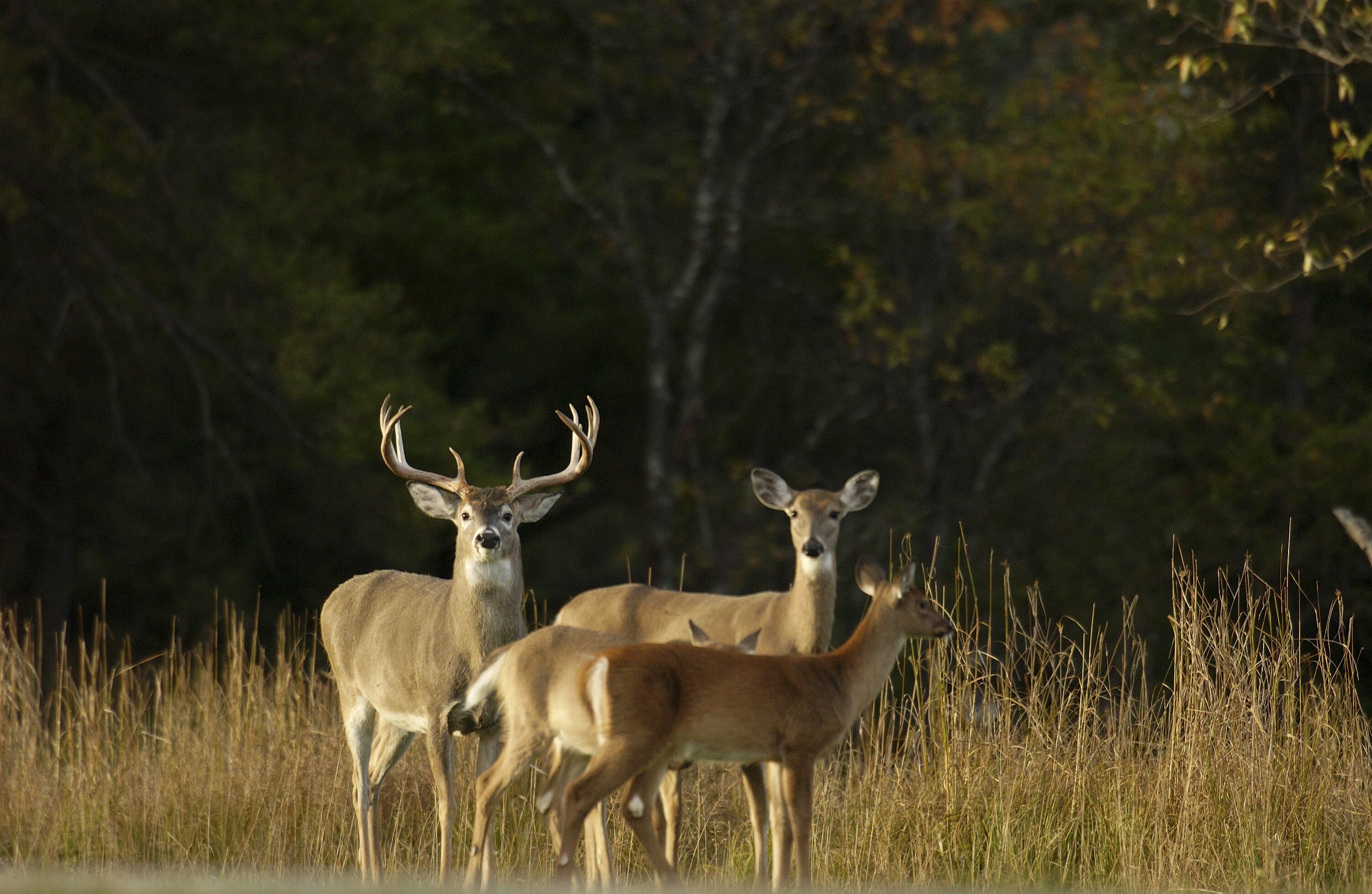 AAA, DNR remind drivers to use caution as deer activity increases