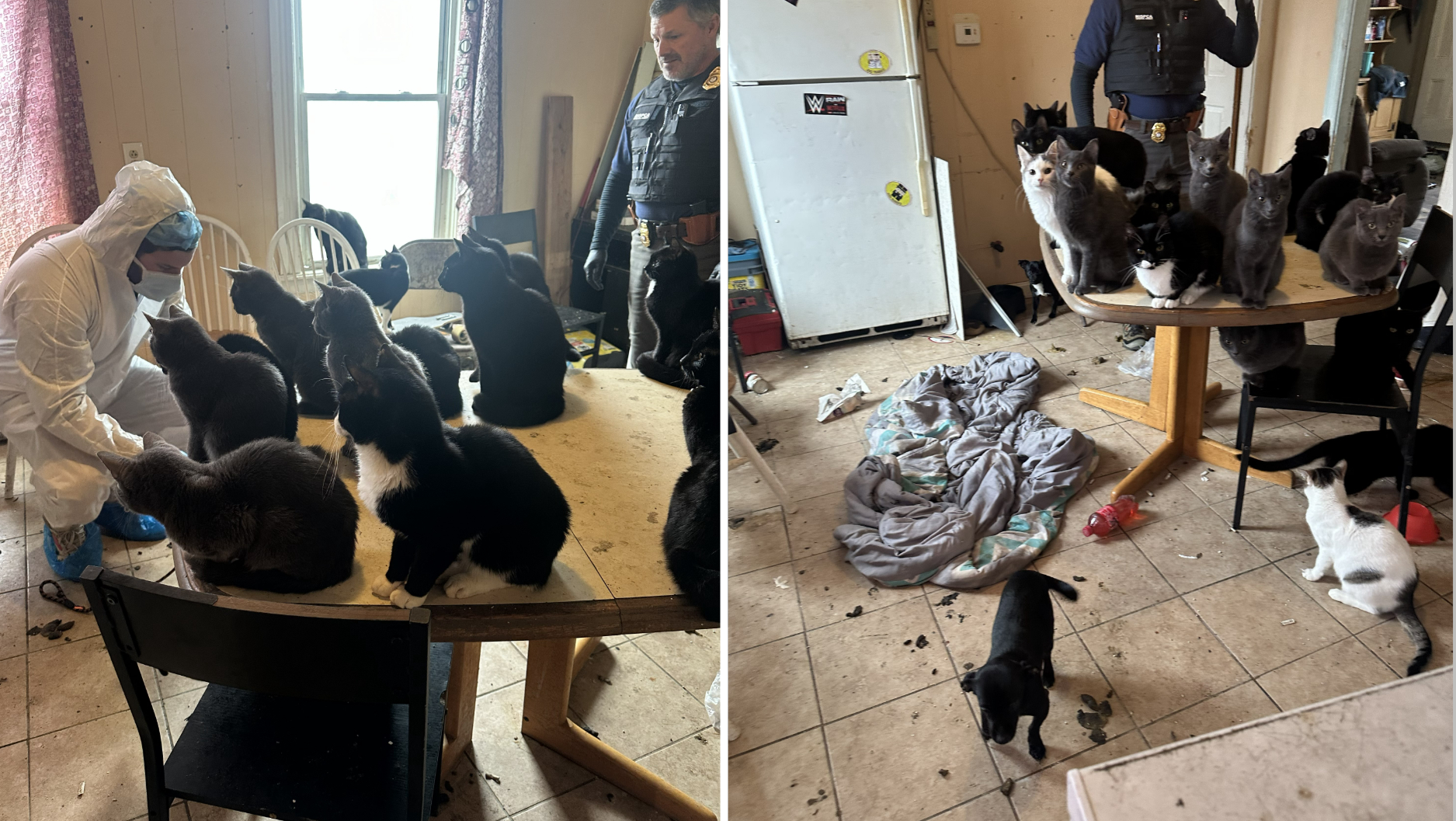 50 cats, dogs taken in from squalid RI home, animal rescue says
