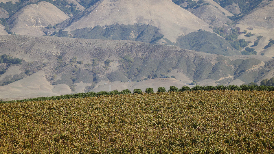 Vineyard owner talks about factors influencing wine growers in SLO County