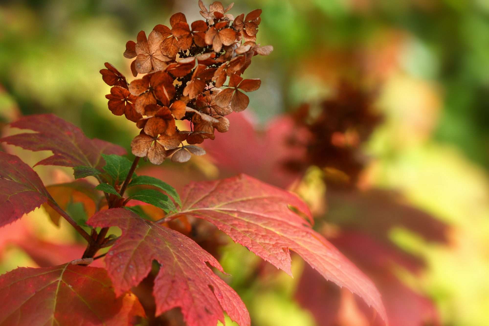 9 Plants You Should Never Prune In November