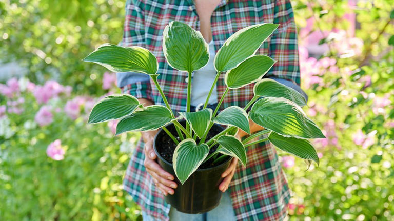 Choose The Best Location For Planting Hostas With These Tips