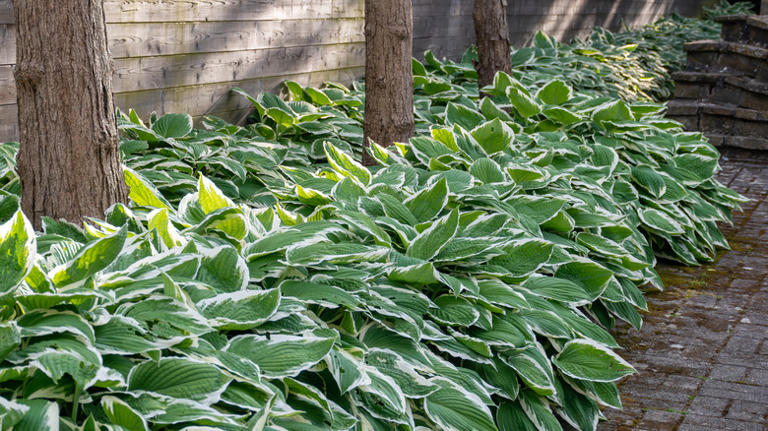 Choose The Best Location For Planting Hostas With These Tips