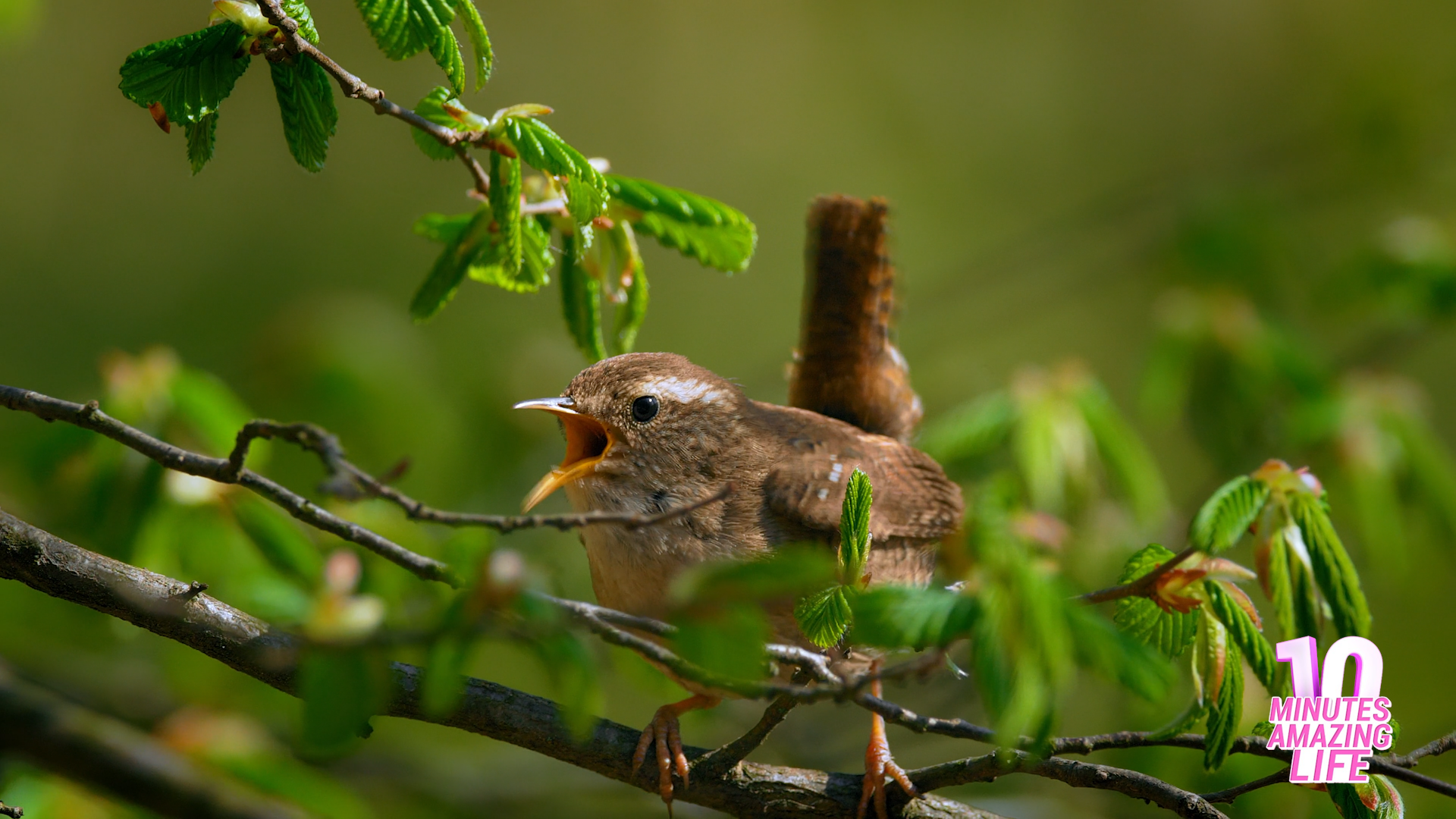 Voice of the Tiny Wren