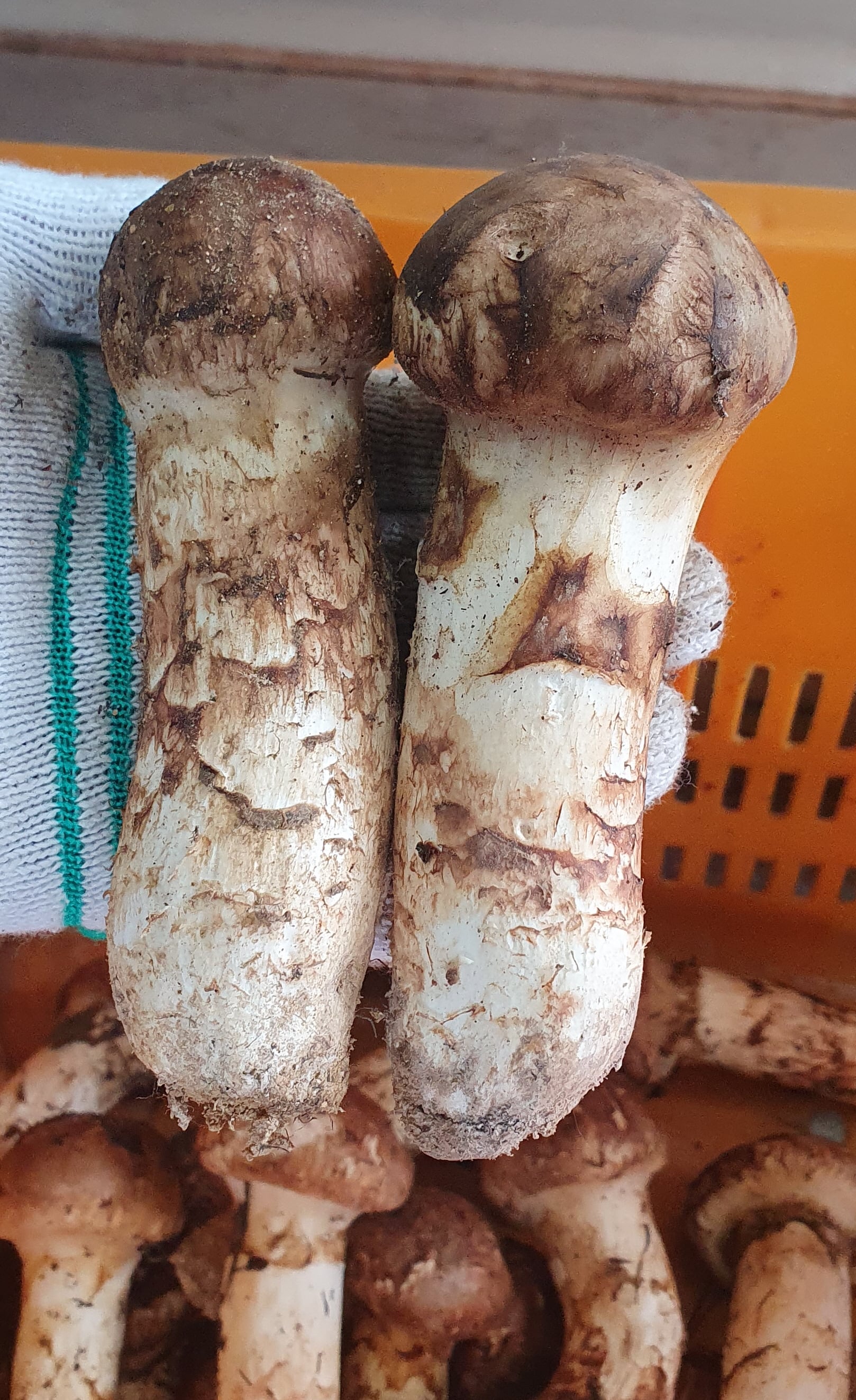 Yeongdeok County Maintains Top Matsutake Production Despite Wildfire ...