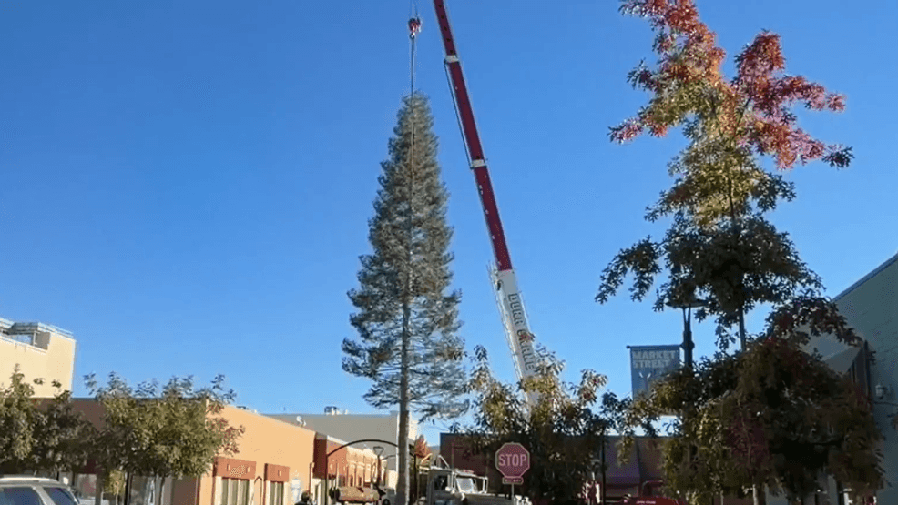 Redding's Christmas tree set for December lighting ceremony
