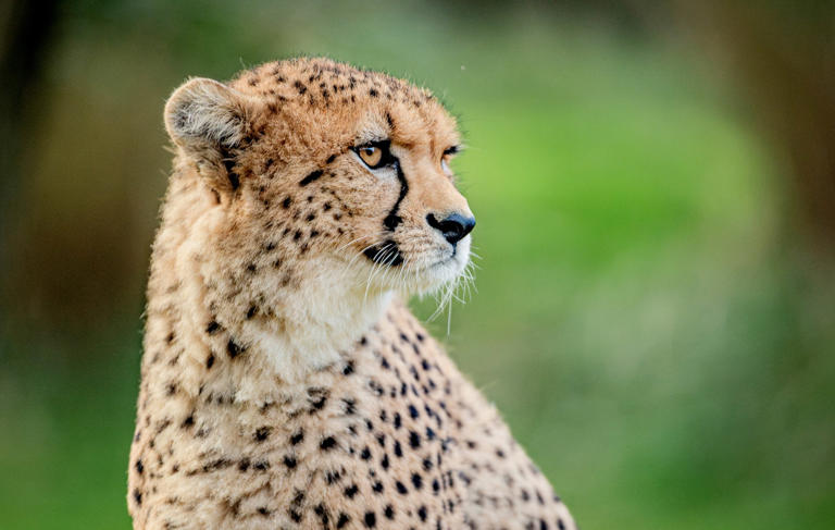 Two of the world's rarest endangered big cats arrive at Chester Zoo as ...
