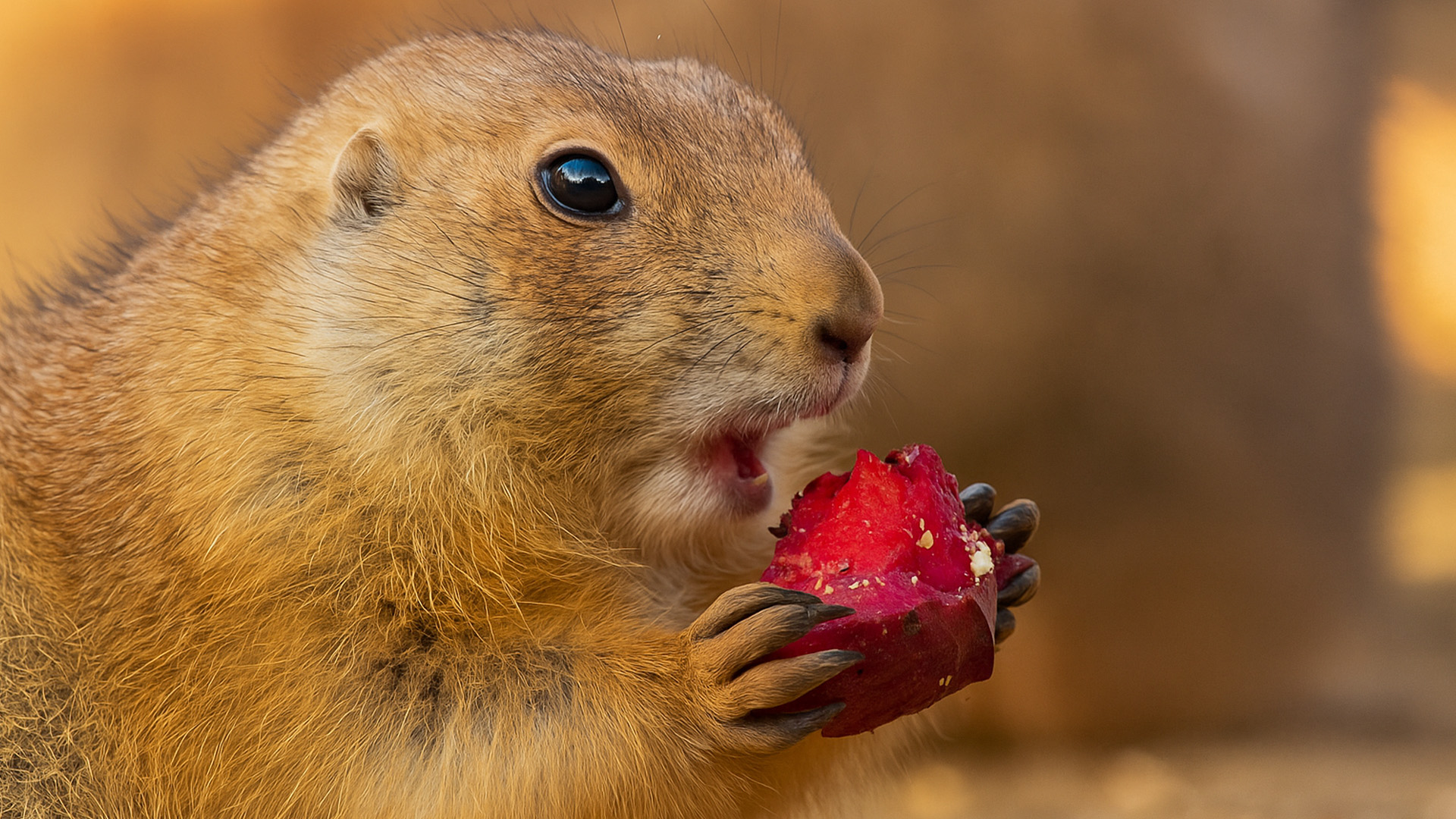 Snack voor een hongerige prairiehond