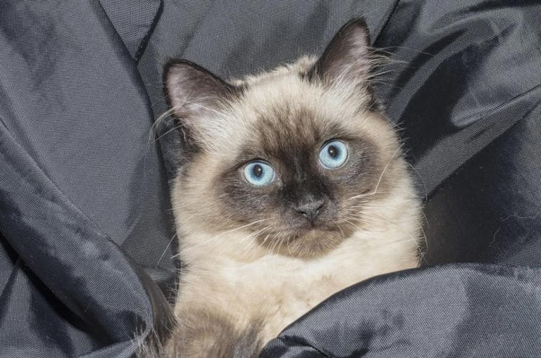 Remedios caseros para la tos en gatos: causas, cuidados y prevención