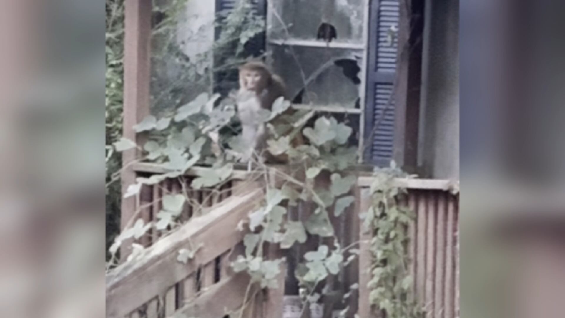 Woman speaks out after finding monkey in front yard