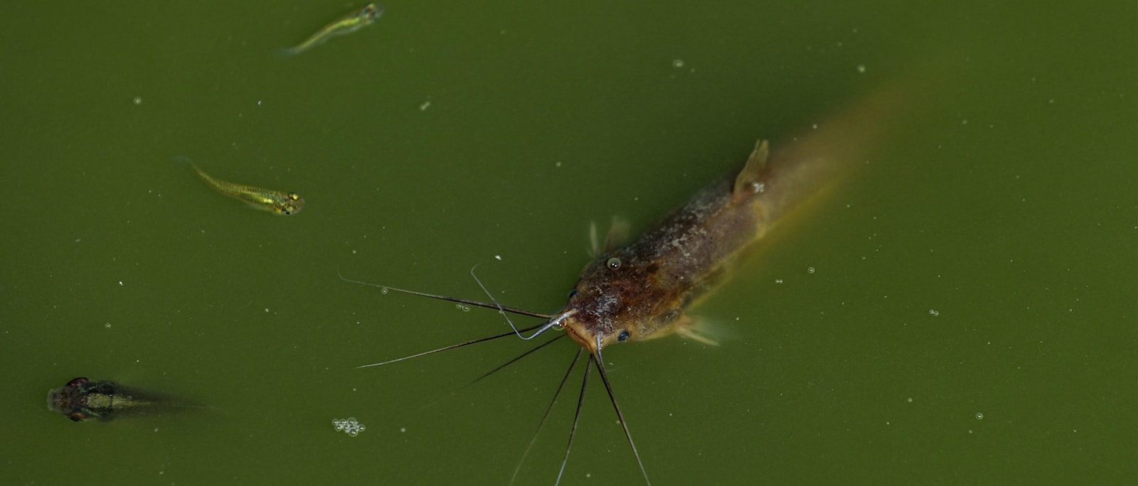 9-Foot-Long Wels Catfish Caught In Poland To Set New World Record
