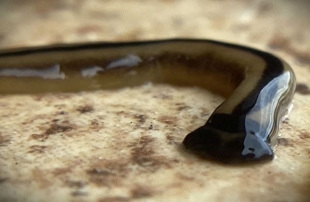 Officials issue warning after several sightings of dangerous ...